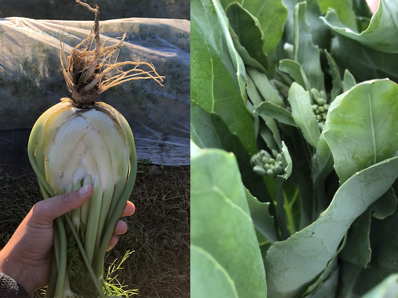 Fresh Food and Community - Growing Heart Farm