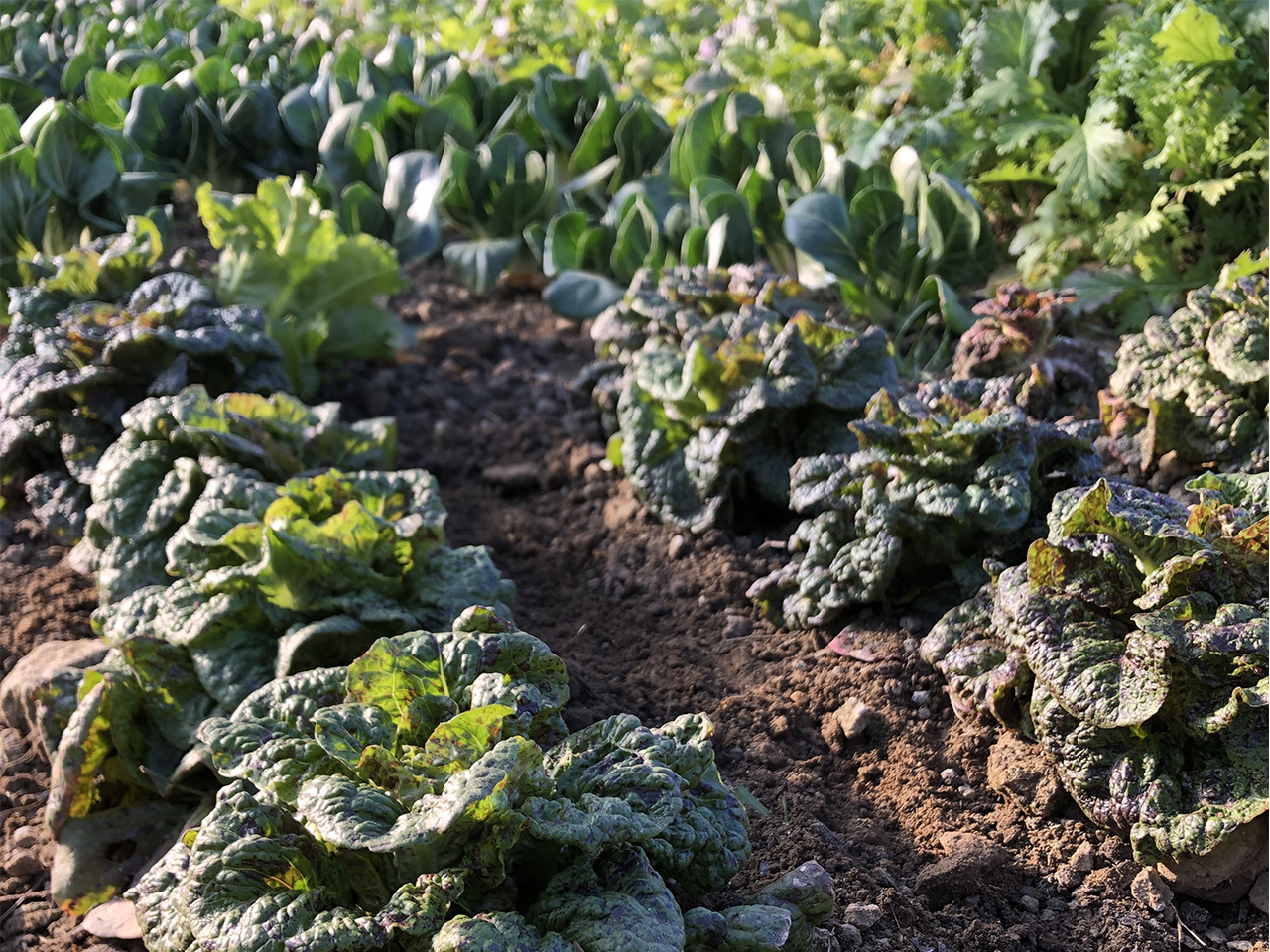 Fresh Food and Community - Growing Heart Farm