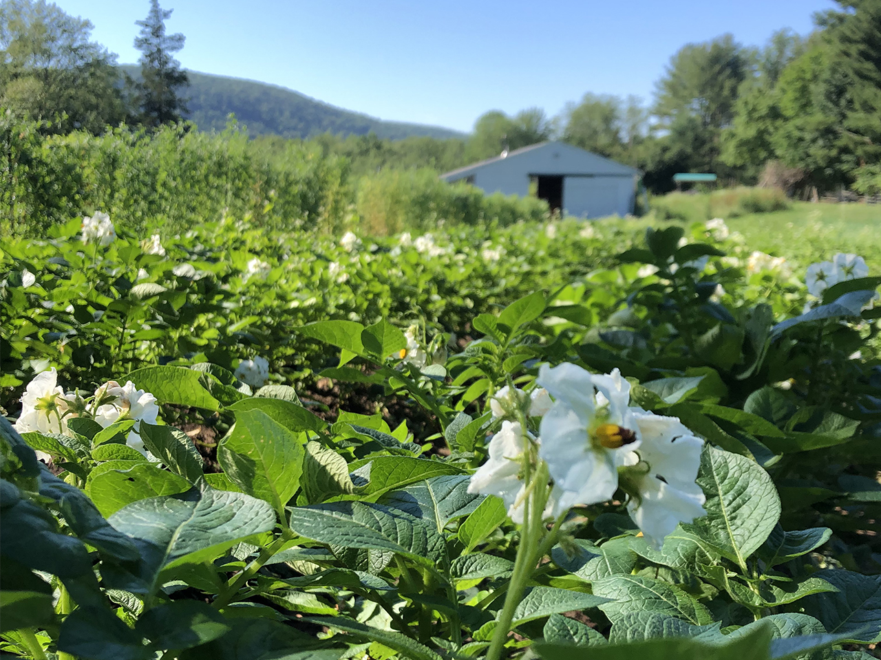 Fresh Food and Community - Growing Heart Farm