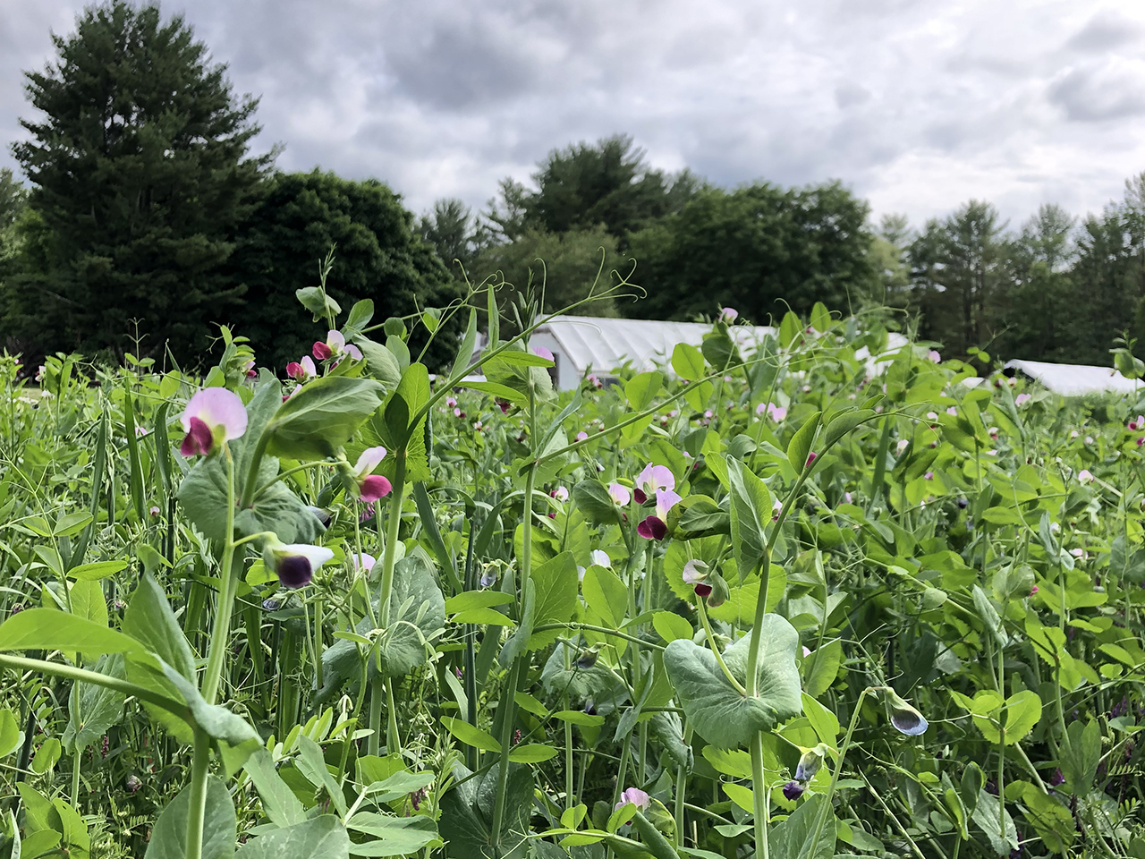 Fresh Food and Community - Growing Heart Farm