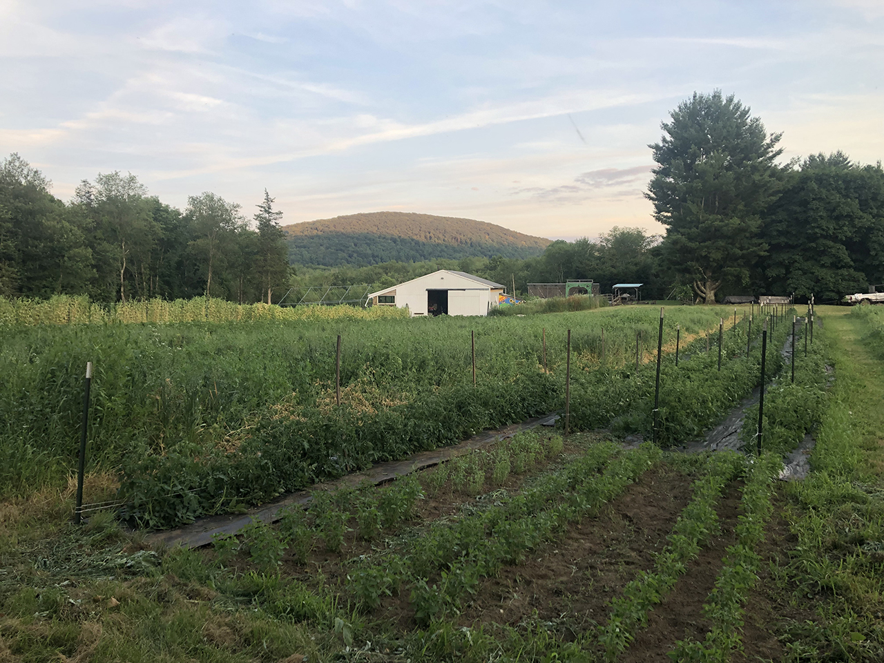 Fresh Food and Farm Retreats - Growing Heart Farm