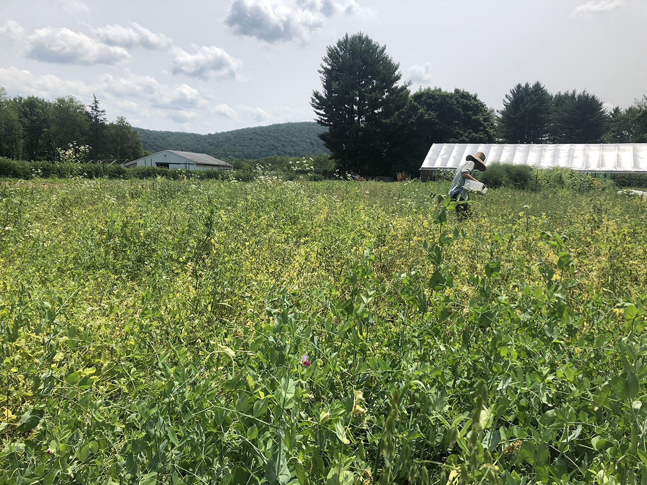 Fresh Food and Community - Growing Heart Farm