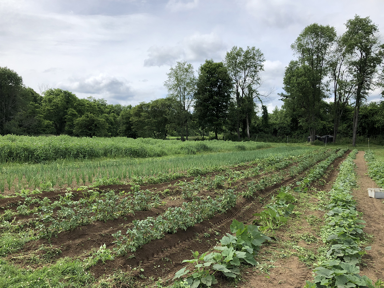 Fresh Food and Community - Growing Heart Farm