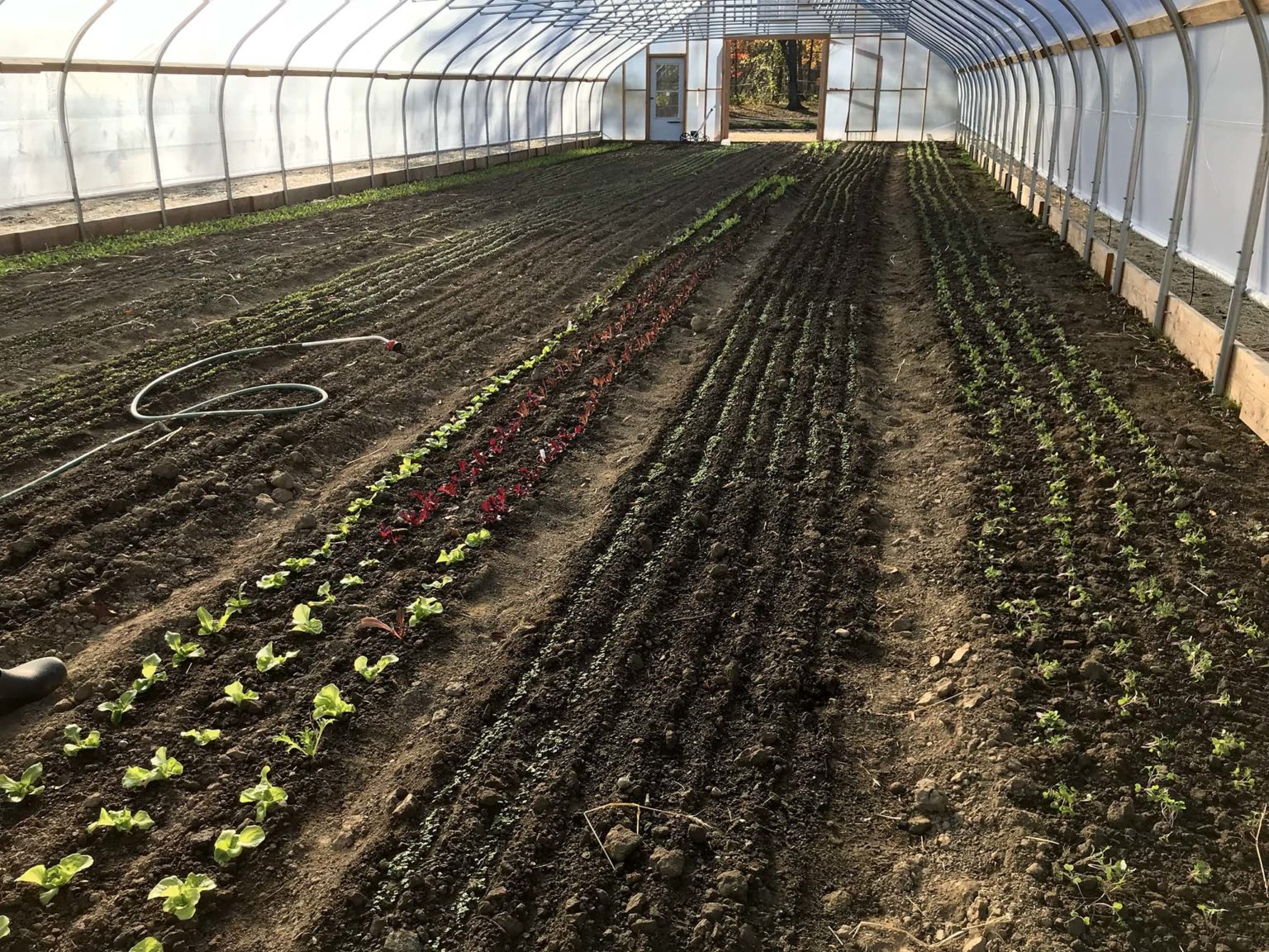 Fresh Food and Community - Growing Heart Farm